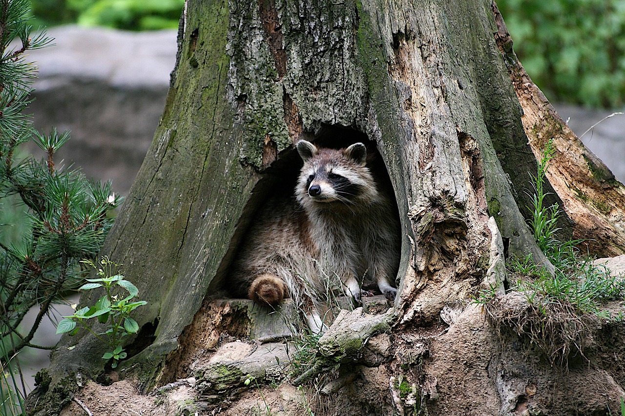 Where Do Raccoons Sleep? A Guide for Homeowners in New Jersey | A ...
